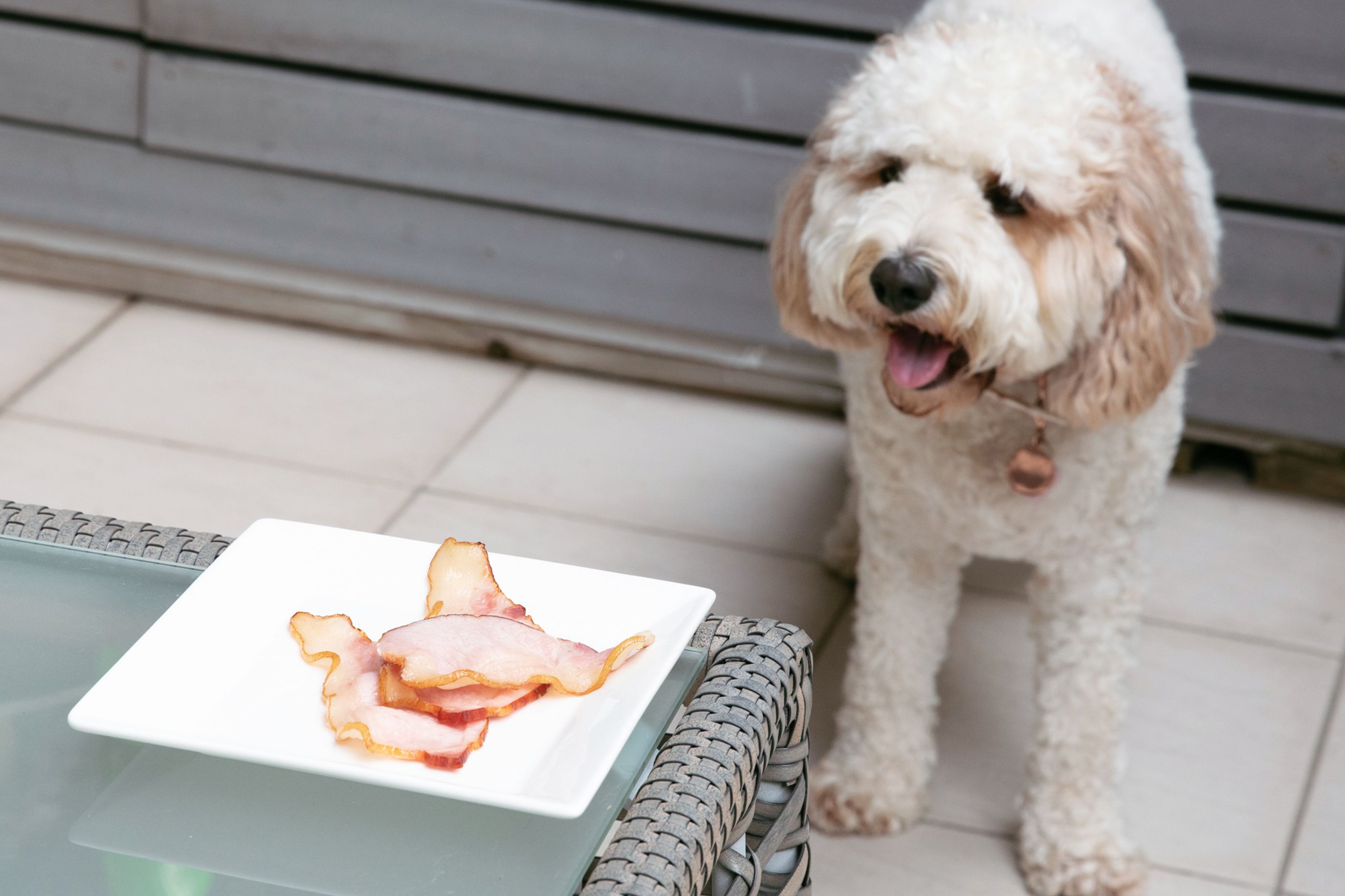 Can dogs have a reaction to pork?