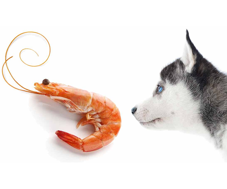 Can dogs have shrimp cooked shrimp?