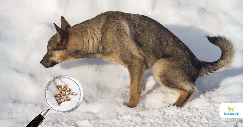 Can dogs with bladder stones eat eggs?