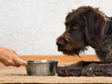 Can dogs with bladder stones eat meat?