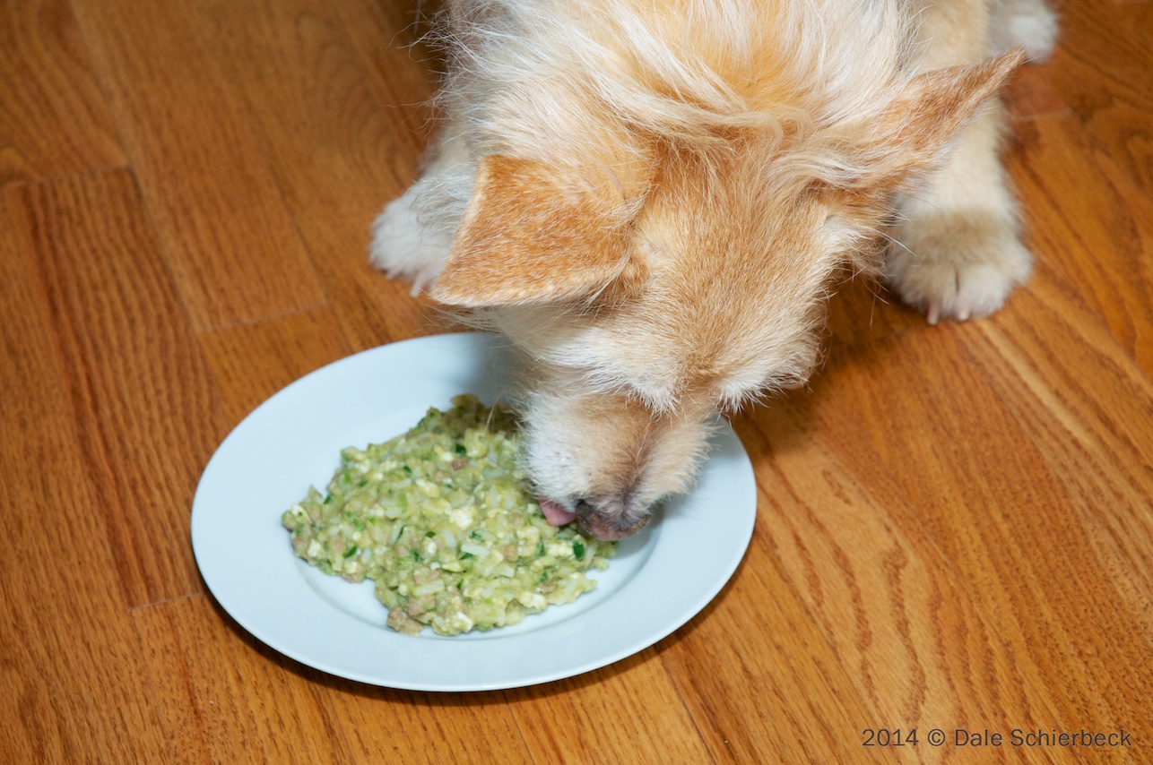 Can dogs with kidney disease have broth?