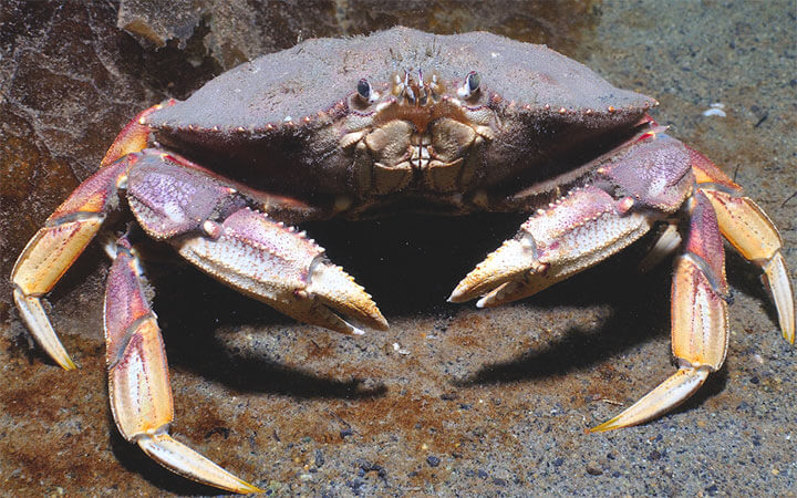 Can Dungeness crabs be kept freshwater?