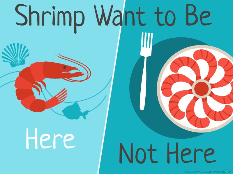 Can eating too much shrimp be harmful?