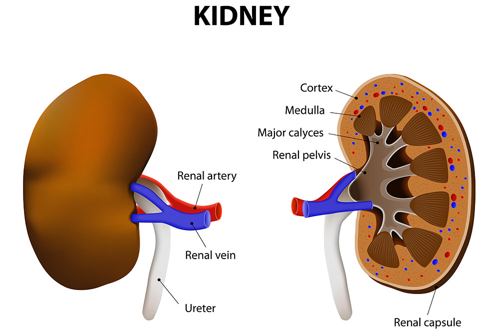 Can elderly survive kidney failure?