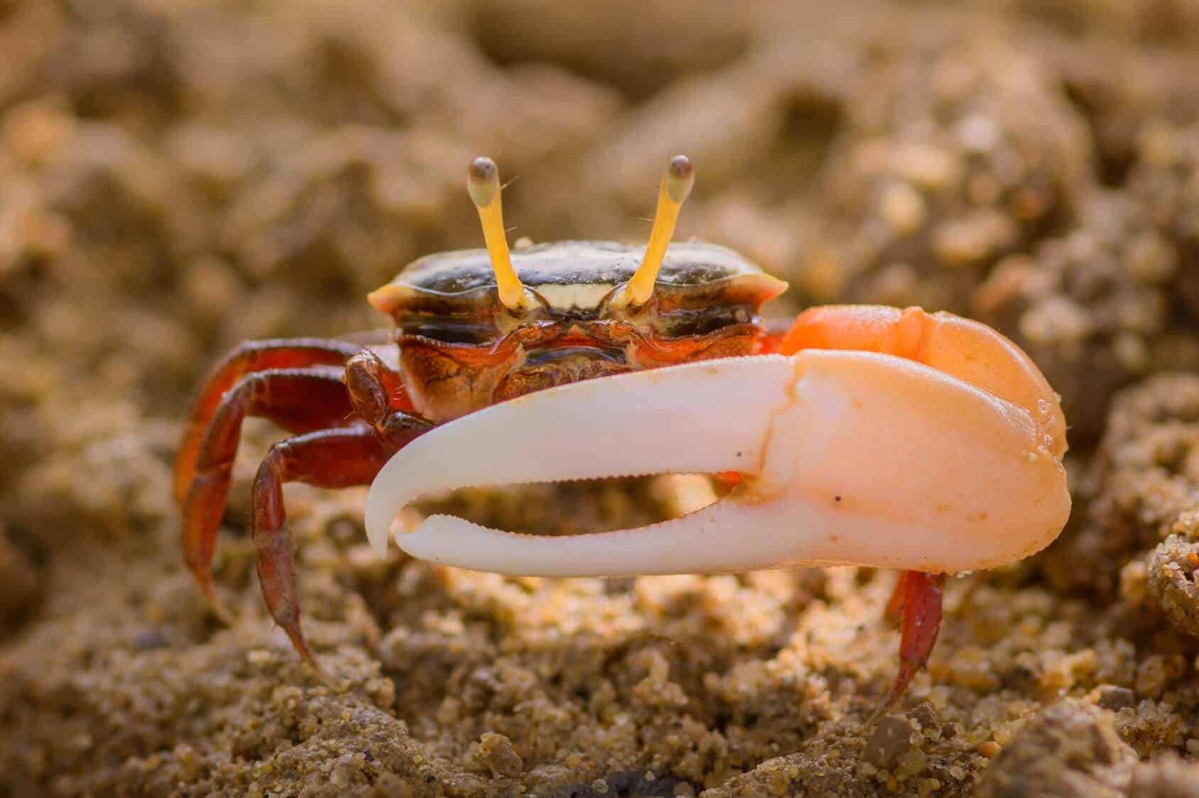 Can fiddler crabs live without air?