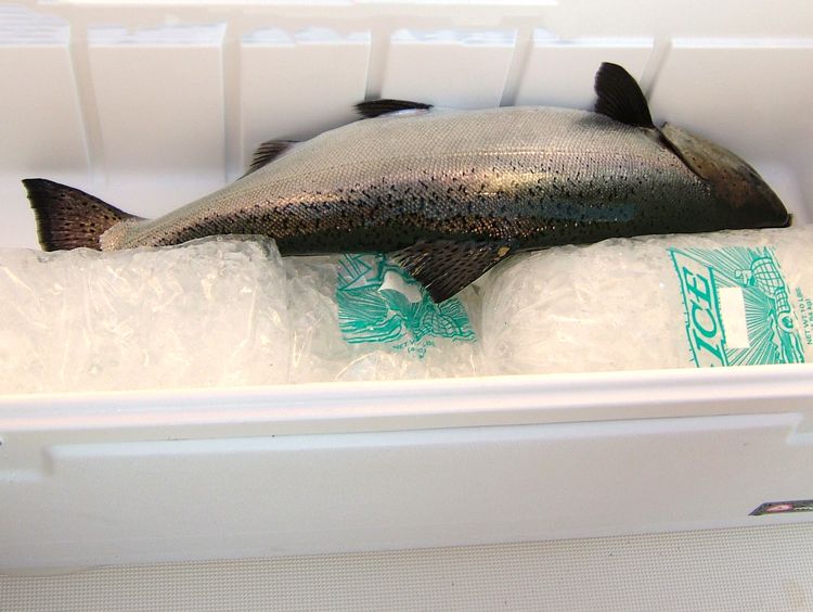 Can fish be frozen before canning?