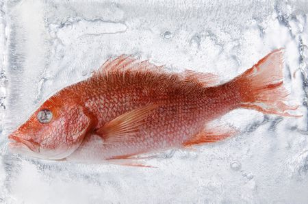 Can fish be frozen twice?