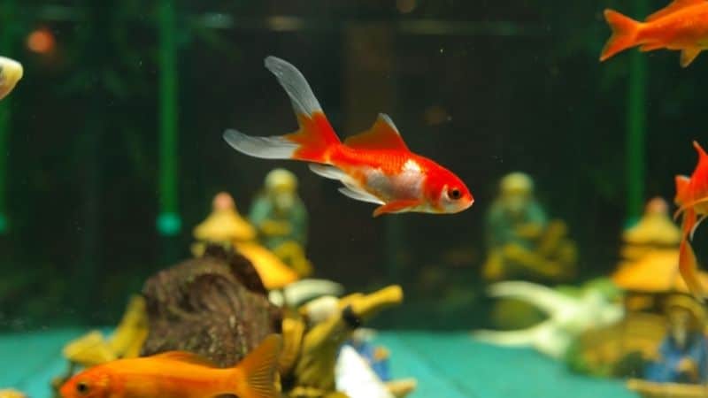 Can fish be returned to Petco?