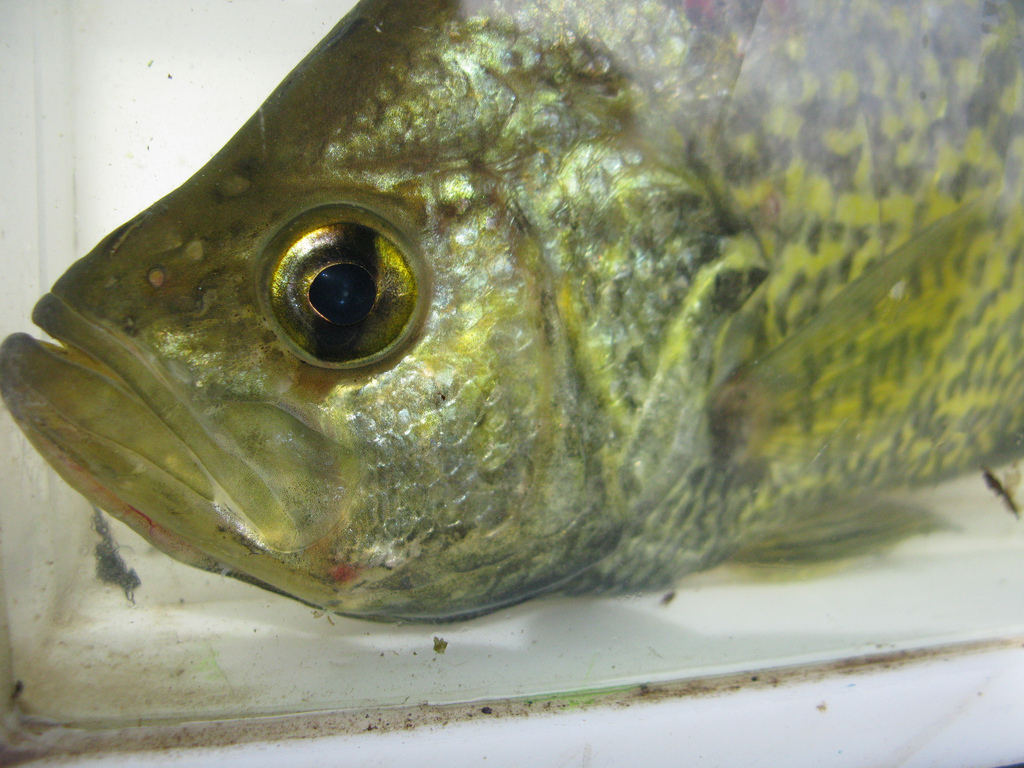 Can fish breathe through their nostrils?