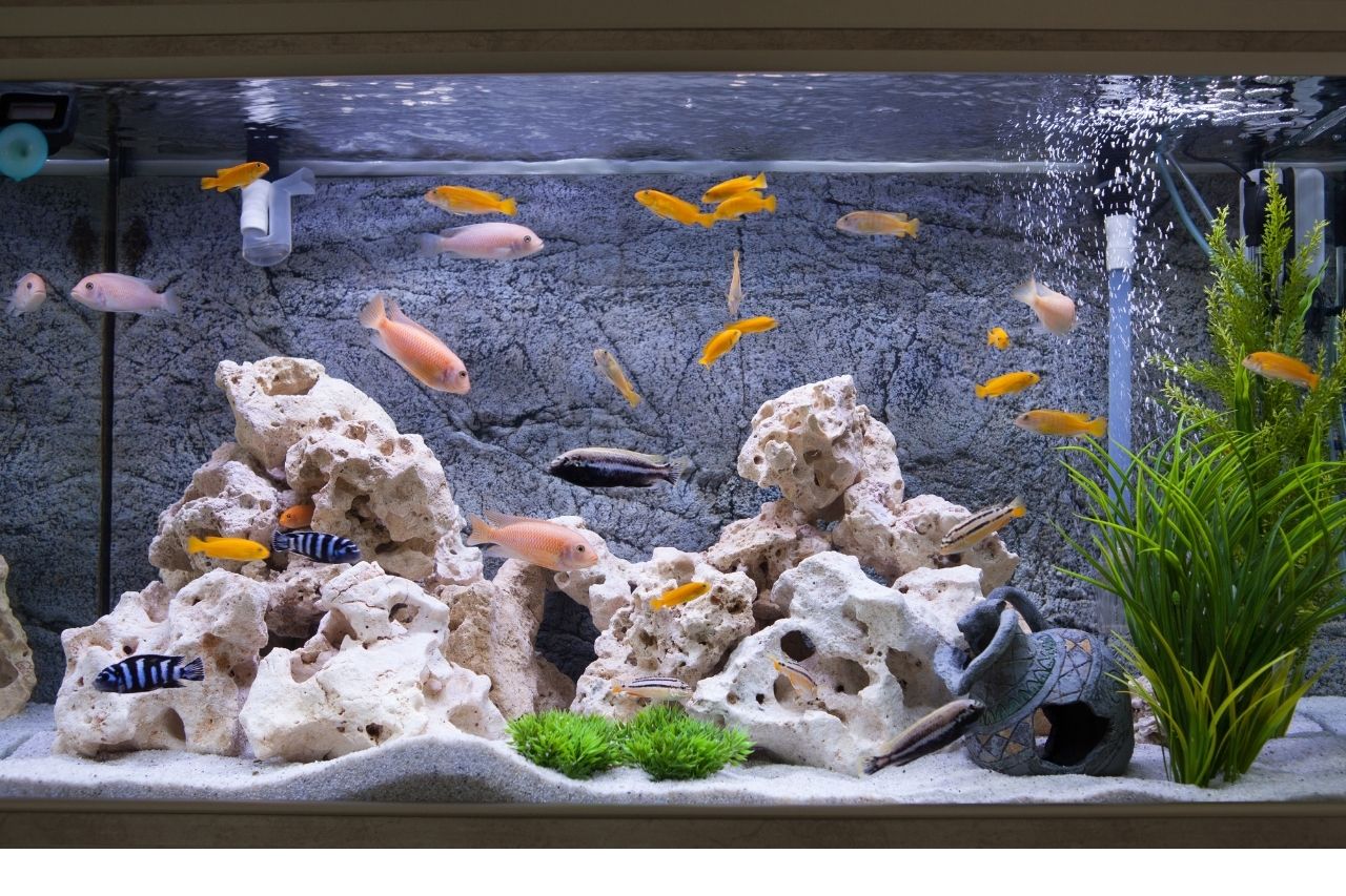 Can fish live in a tank without a filter?