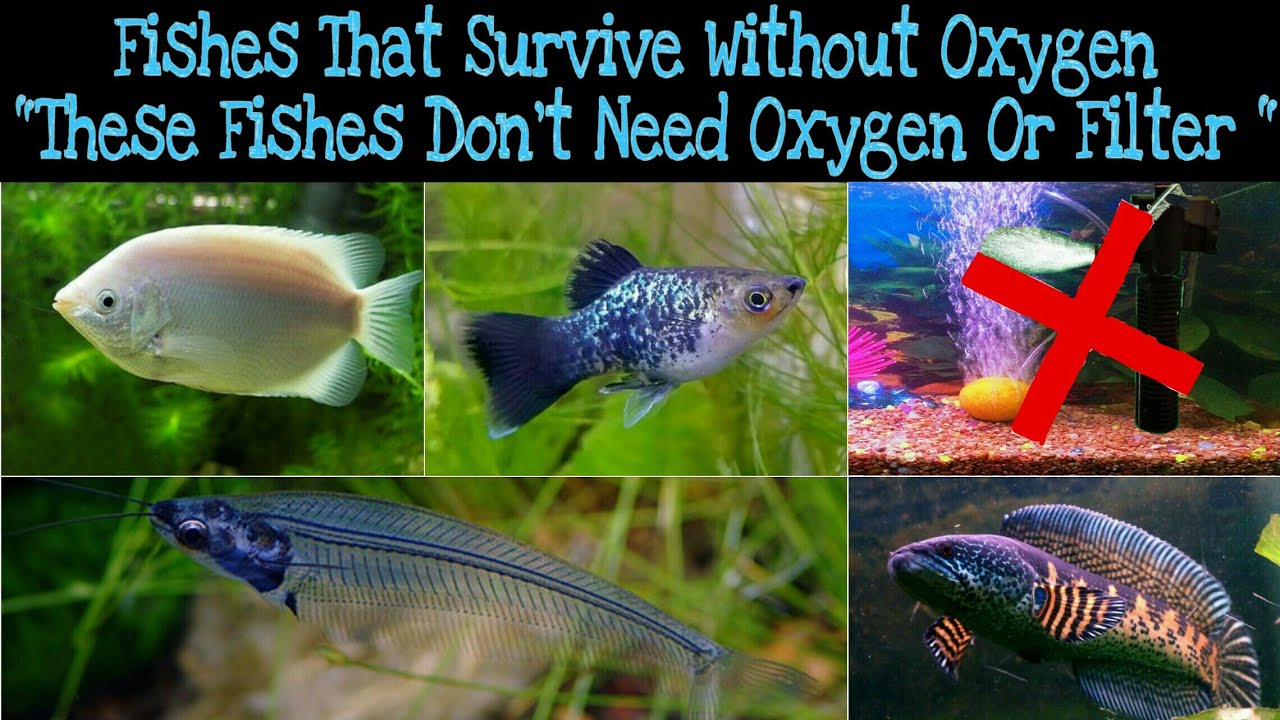Can fish live without Oxygenpump?