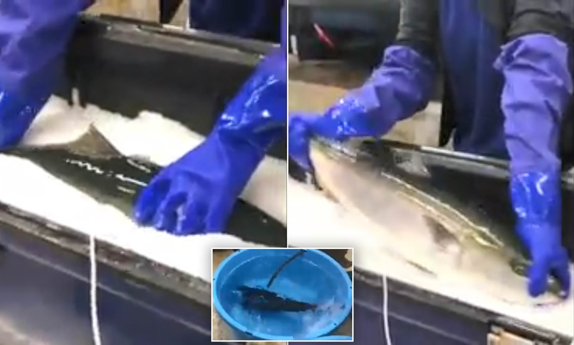 Can fish revive after being frozen?