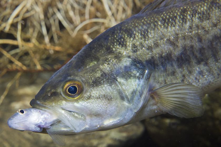 Can fish smell scents?