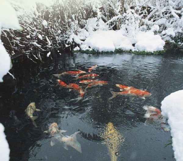 Can fish survive in a completely frozen pond?