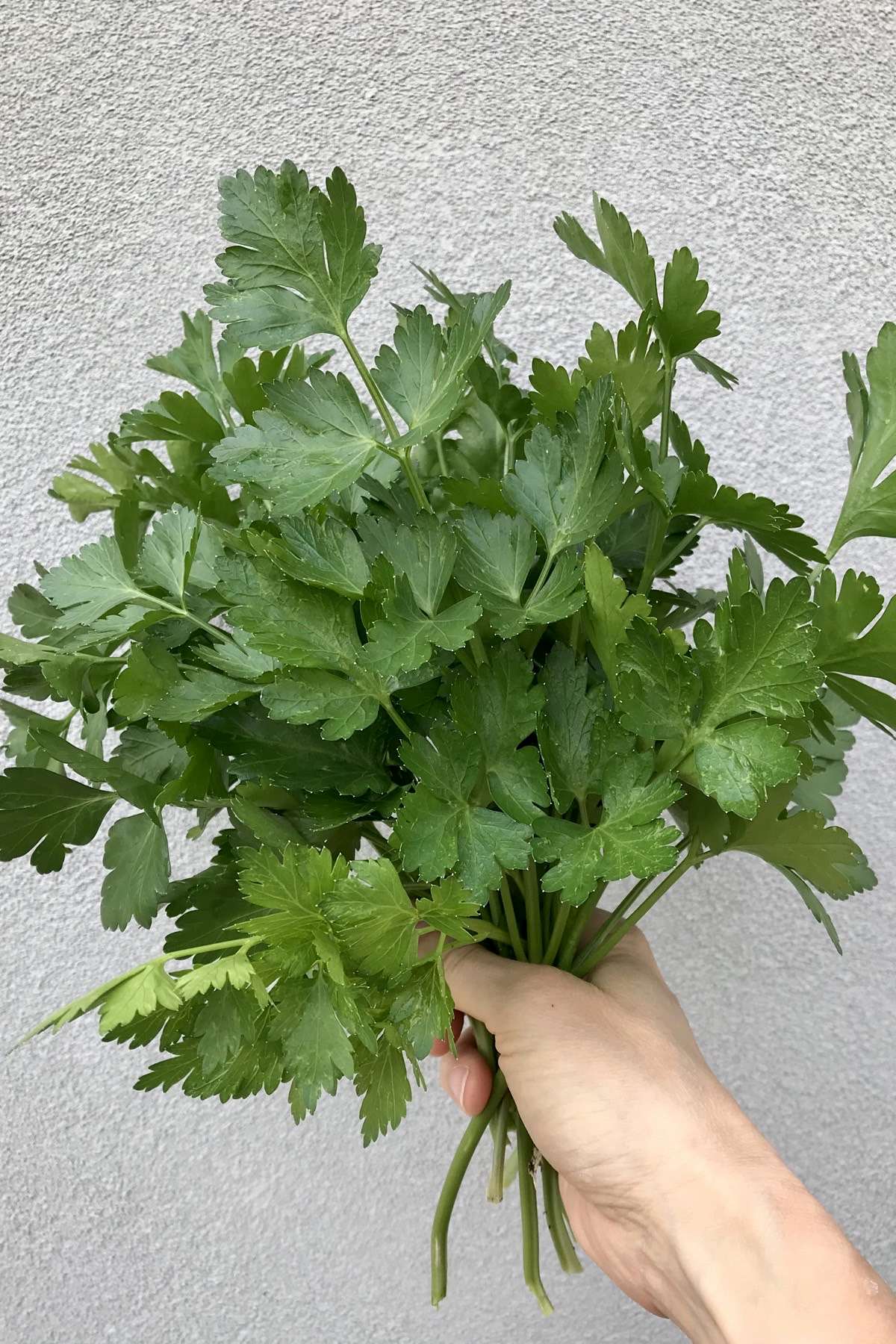 Can fresh parsley be frozen for later use?