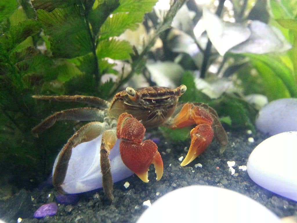 Can freshwater crabs live with fish?