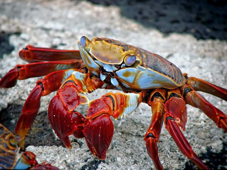 Can freshwater crabs live with goldfish?