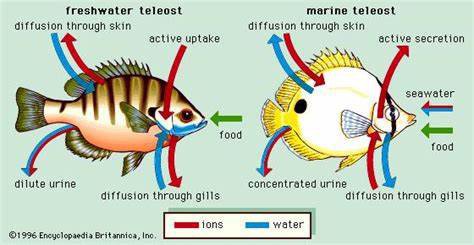Can freshwater fish survive in salt water?