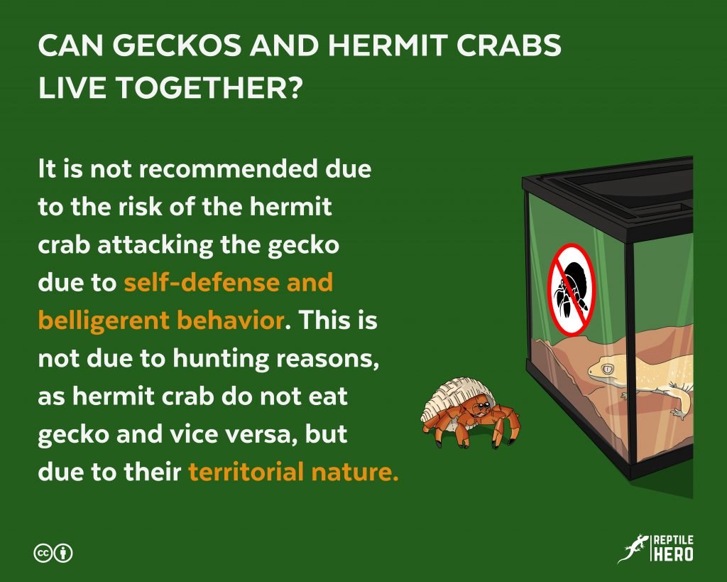 Can geckos live with hermit crabs?