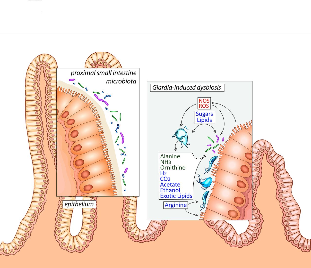 Can Giardia damage intestines?