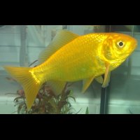 Can Goldfish be yellow?
