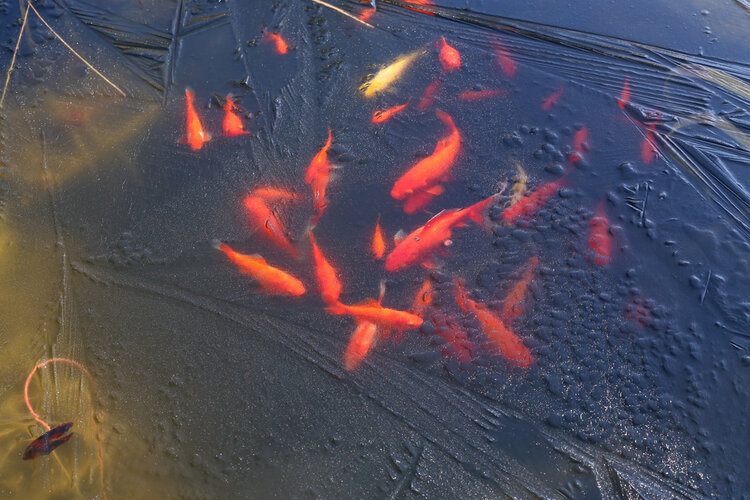 Can goldfish survive in a pond in winter?