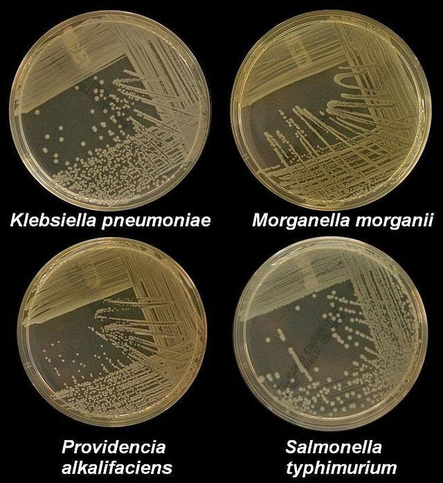 Can gram-negative bacteria grow on nutrient agar?