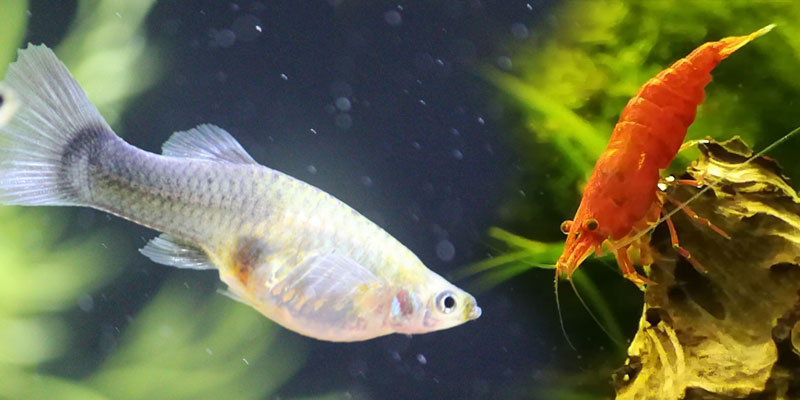 Can guppies and cherry shrimp live together?