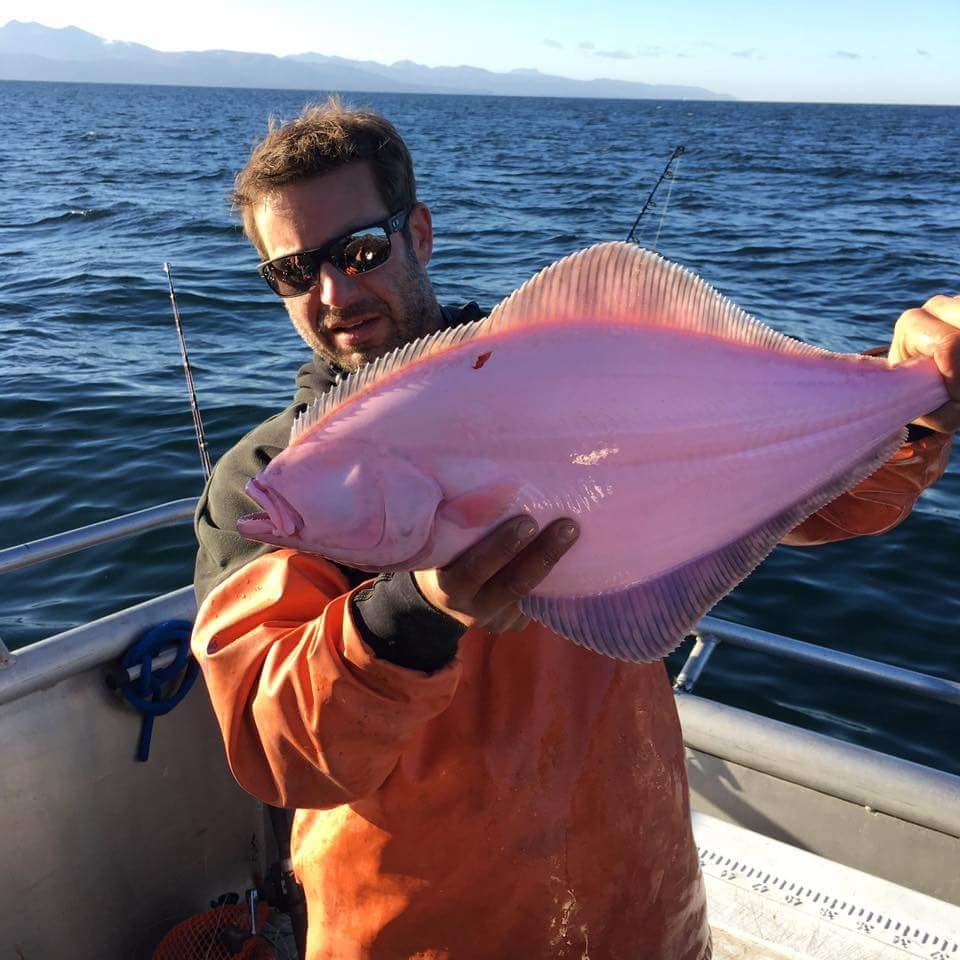 Can halibut be pink?