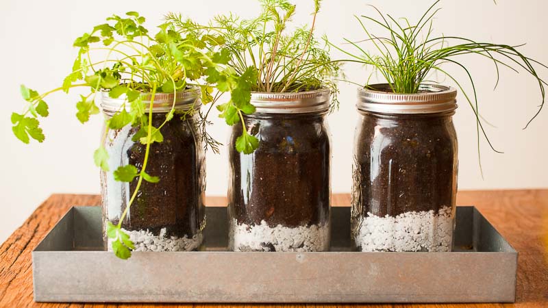 Can herbs survive in mason jars?