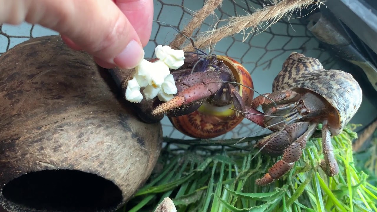 Can hermit crabs eat popcorn?