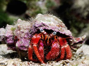 Can hermit crabs feel pain?