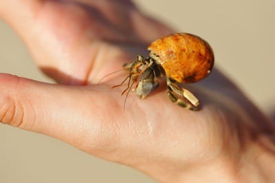 Can hermit crabs feel you pet them?