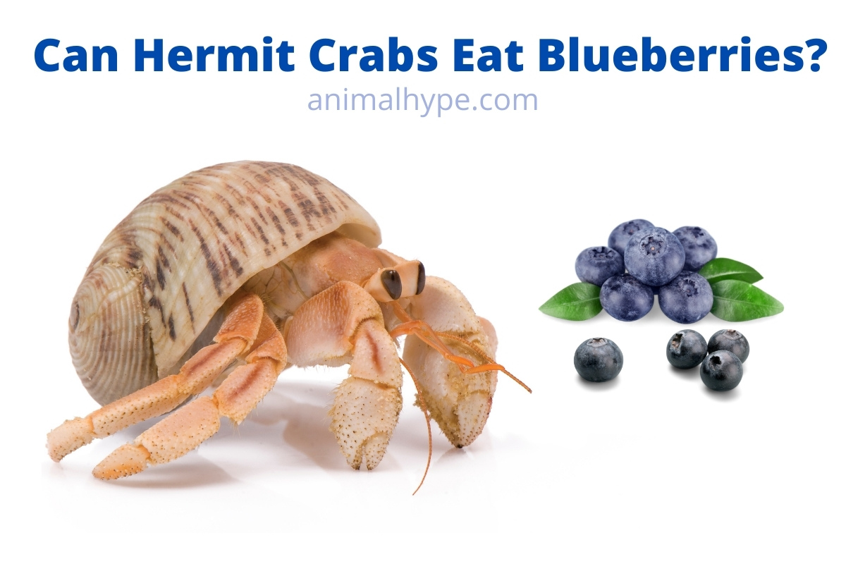 Can hermit crabs have blueberries?