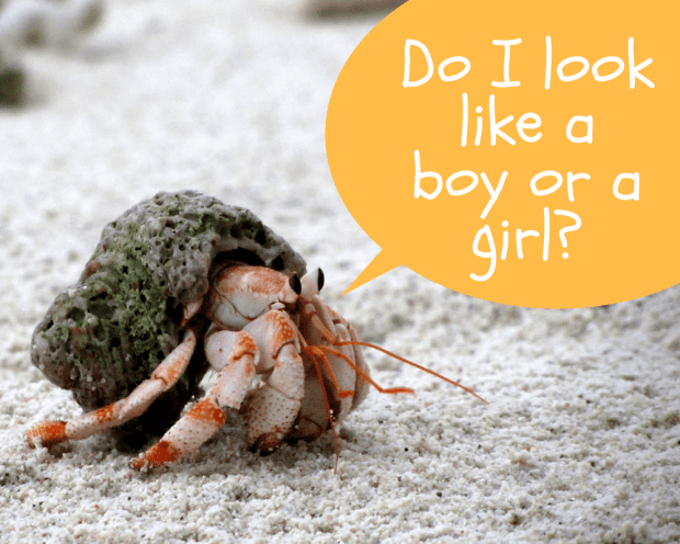 Can hermit crabs learn their names?