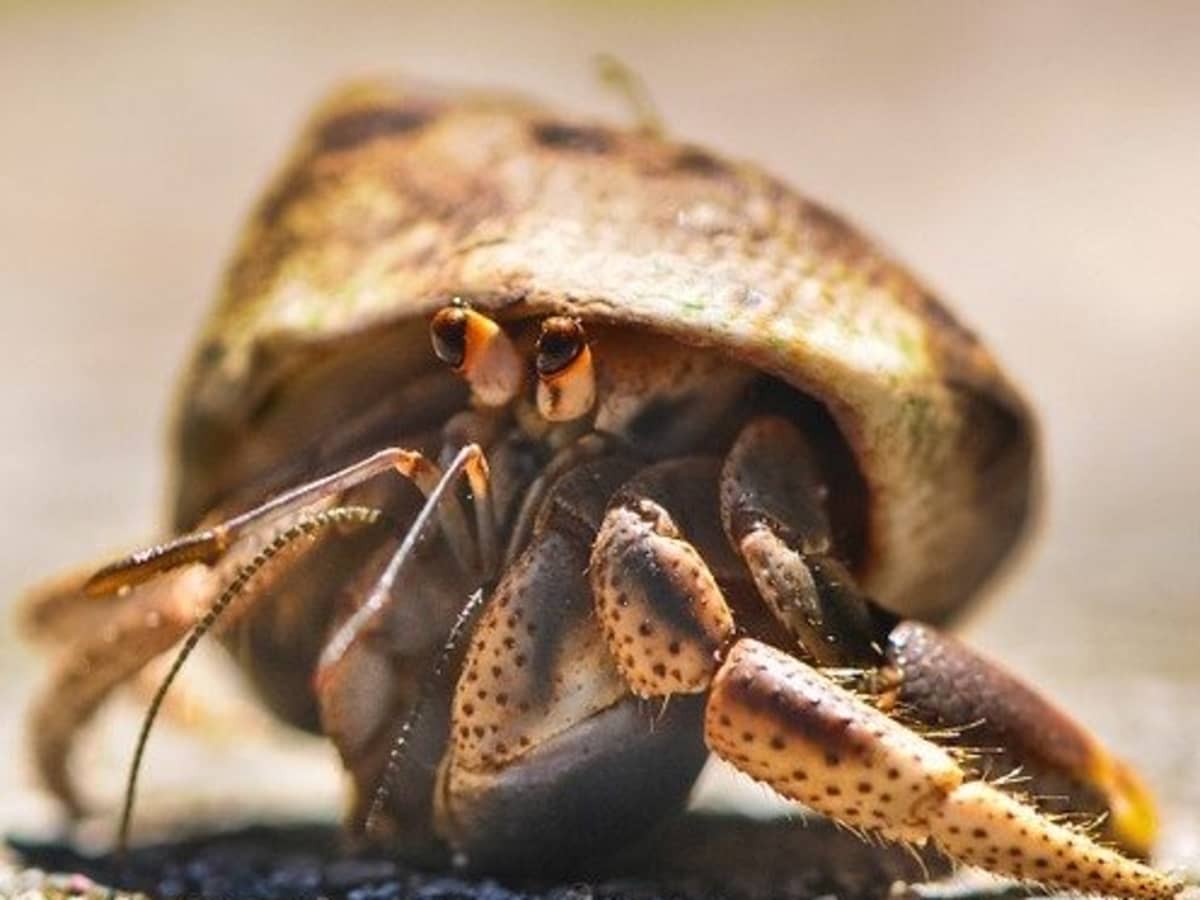 Can hermit crabs live alone?
