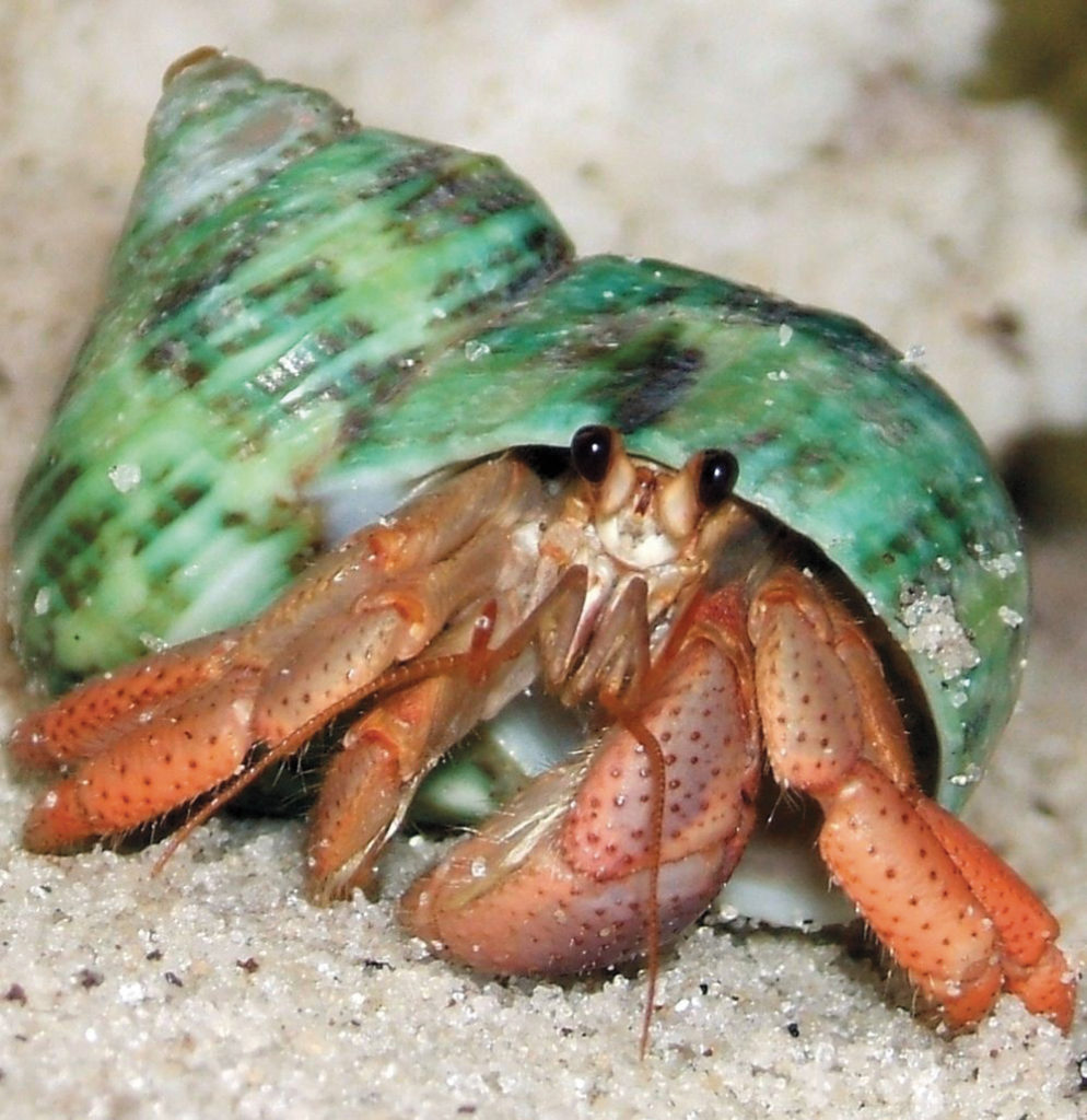 Can hermit crabs live anywhere?