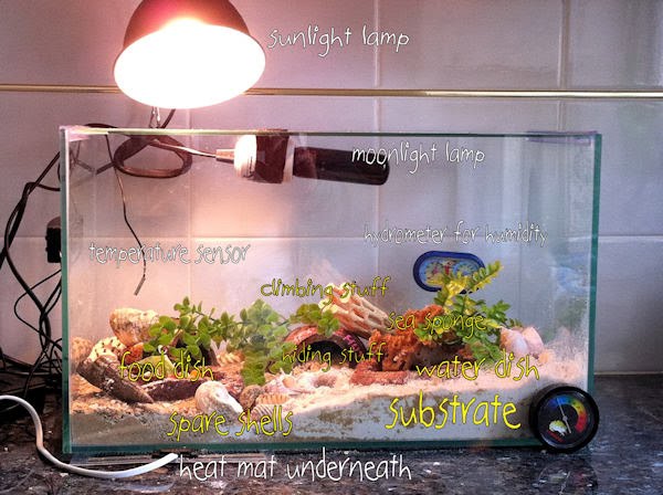 Can hermit crabs live in an empty fish tank?