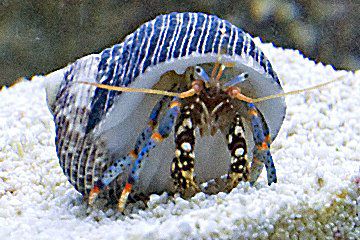 Can hermit crabs live in saltwater tank?