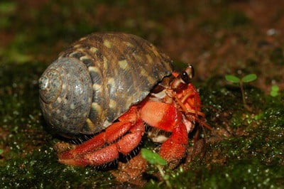 Can hermit crabs live on dry land?