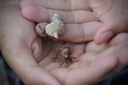 Can hermit crabs live with other crabs?