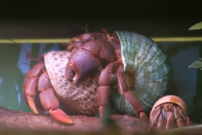 Can hermit crabs mate in captivity?
