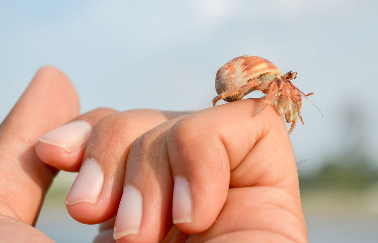 Can hermit crabs pinch humans?