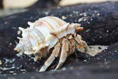 Can hermit crabs smell?