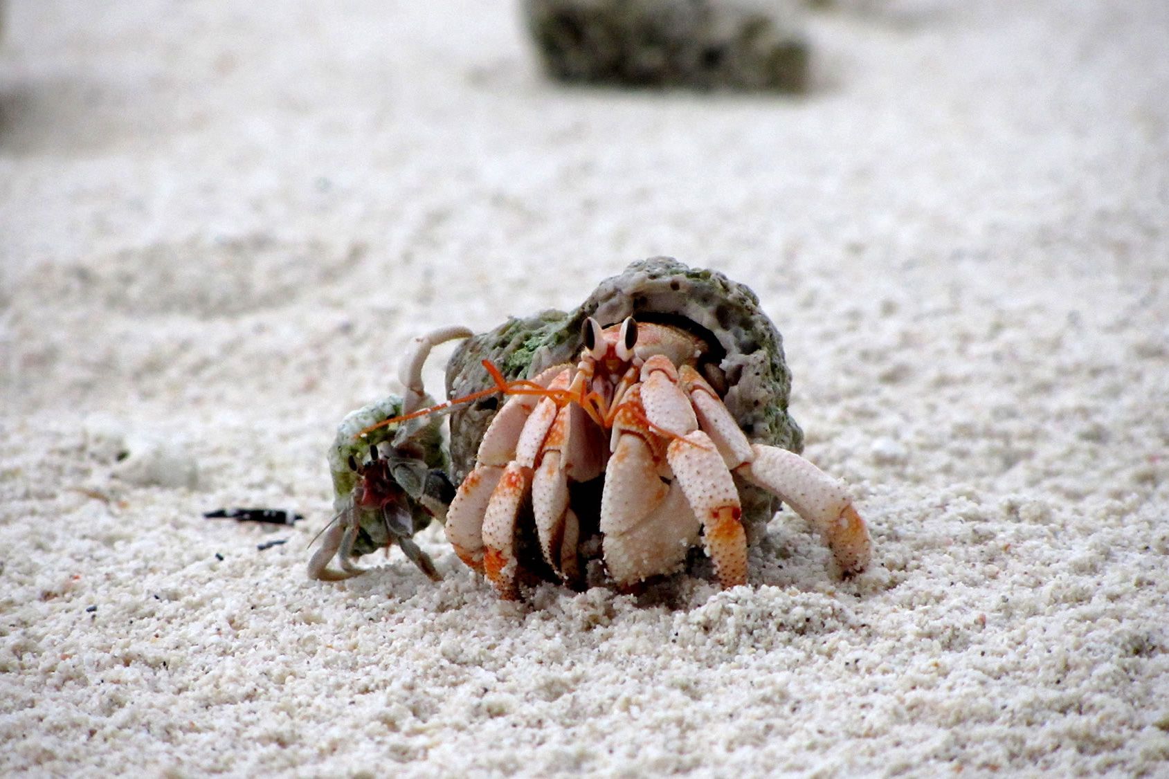 Can hermit crabs walk on land?