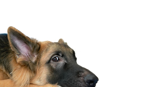 Can high protein dog food cause bladder stones?