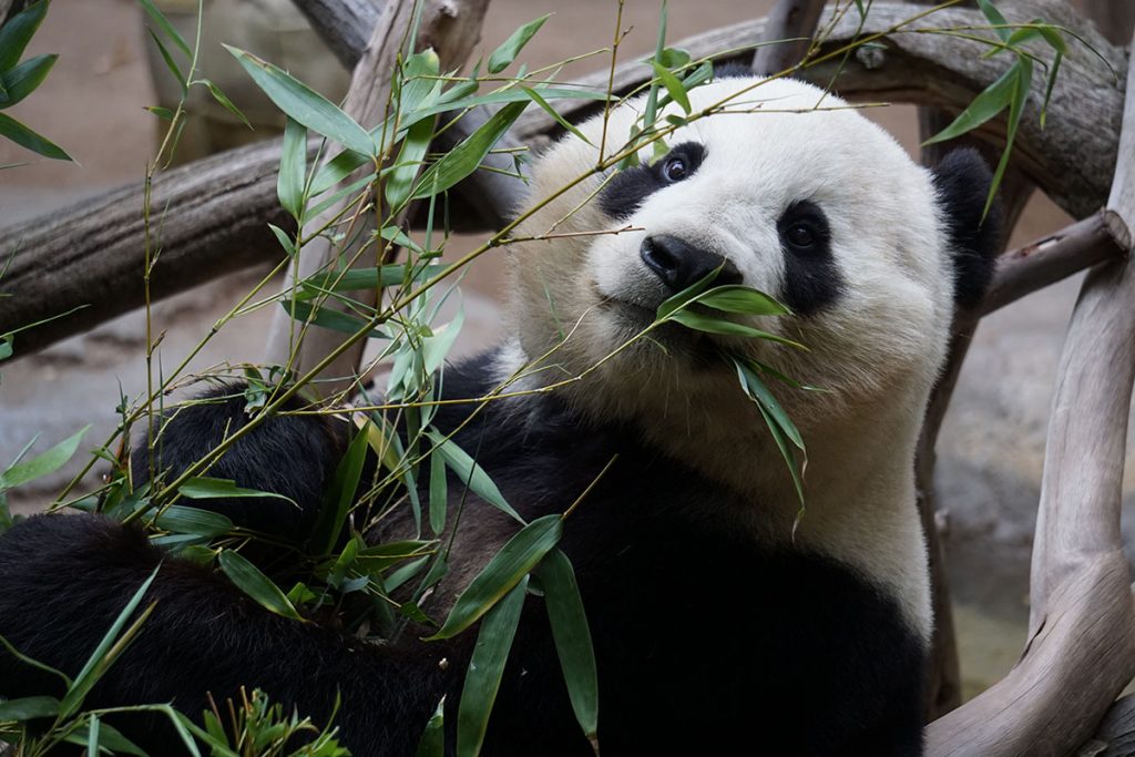 Can humans digest bamboo?