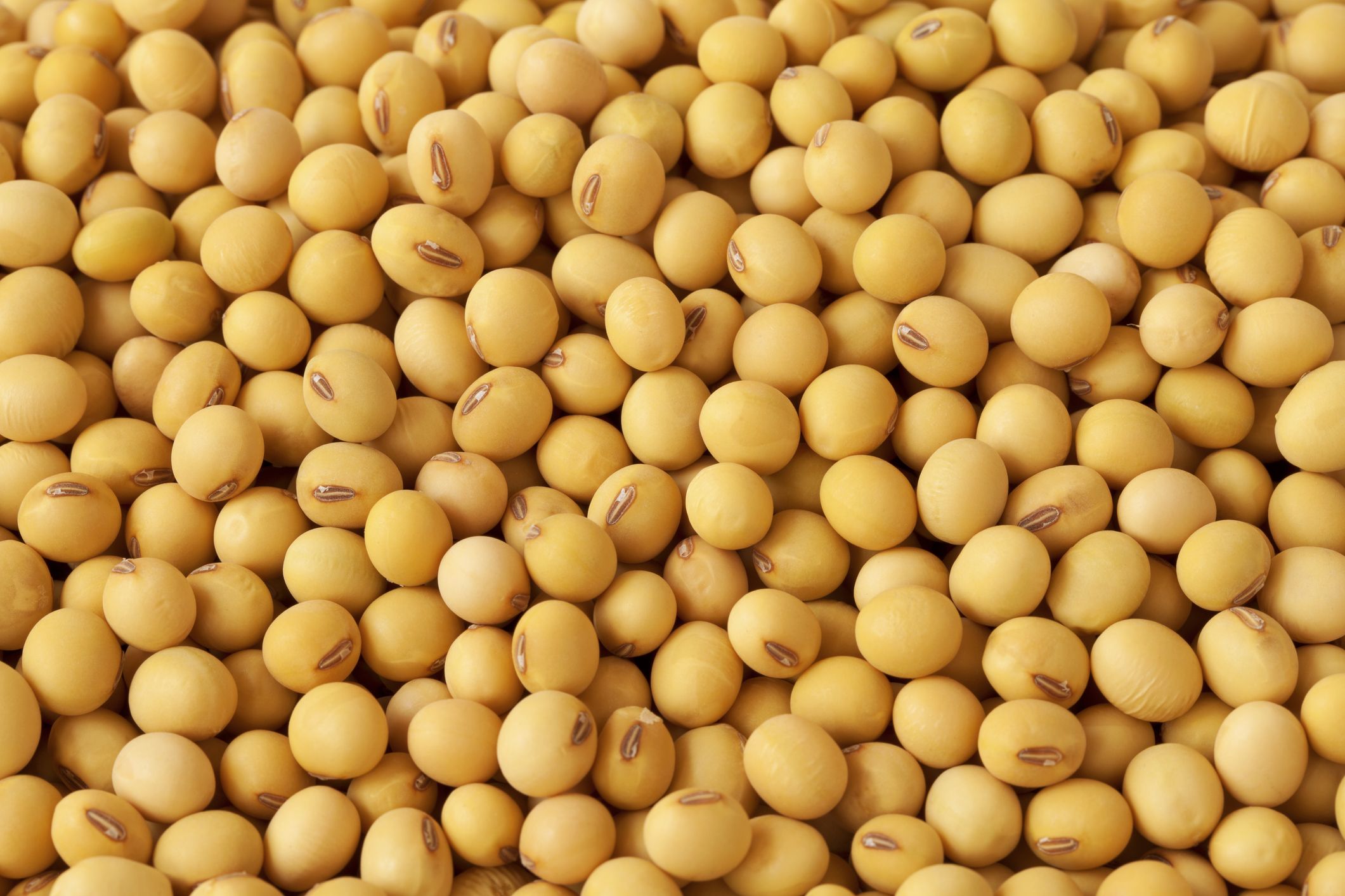 Can humans digest soybean?