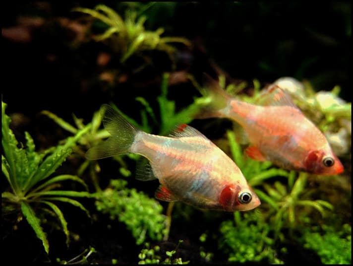 Can humans get parasites from aquarium fish?