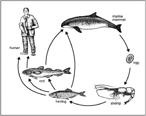 Can humans get parasites from fish?